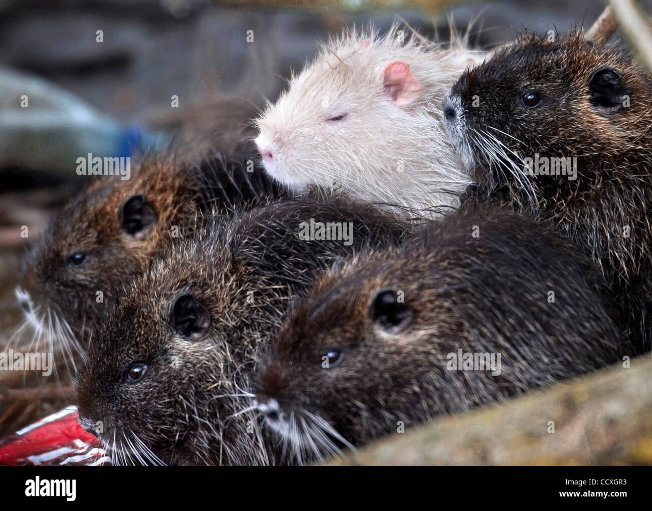 Mar 03, 2010 - Roseburg, Oregon, USA - A group of baby nutria ...