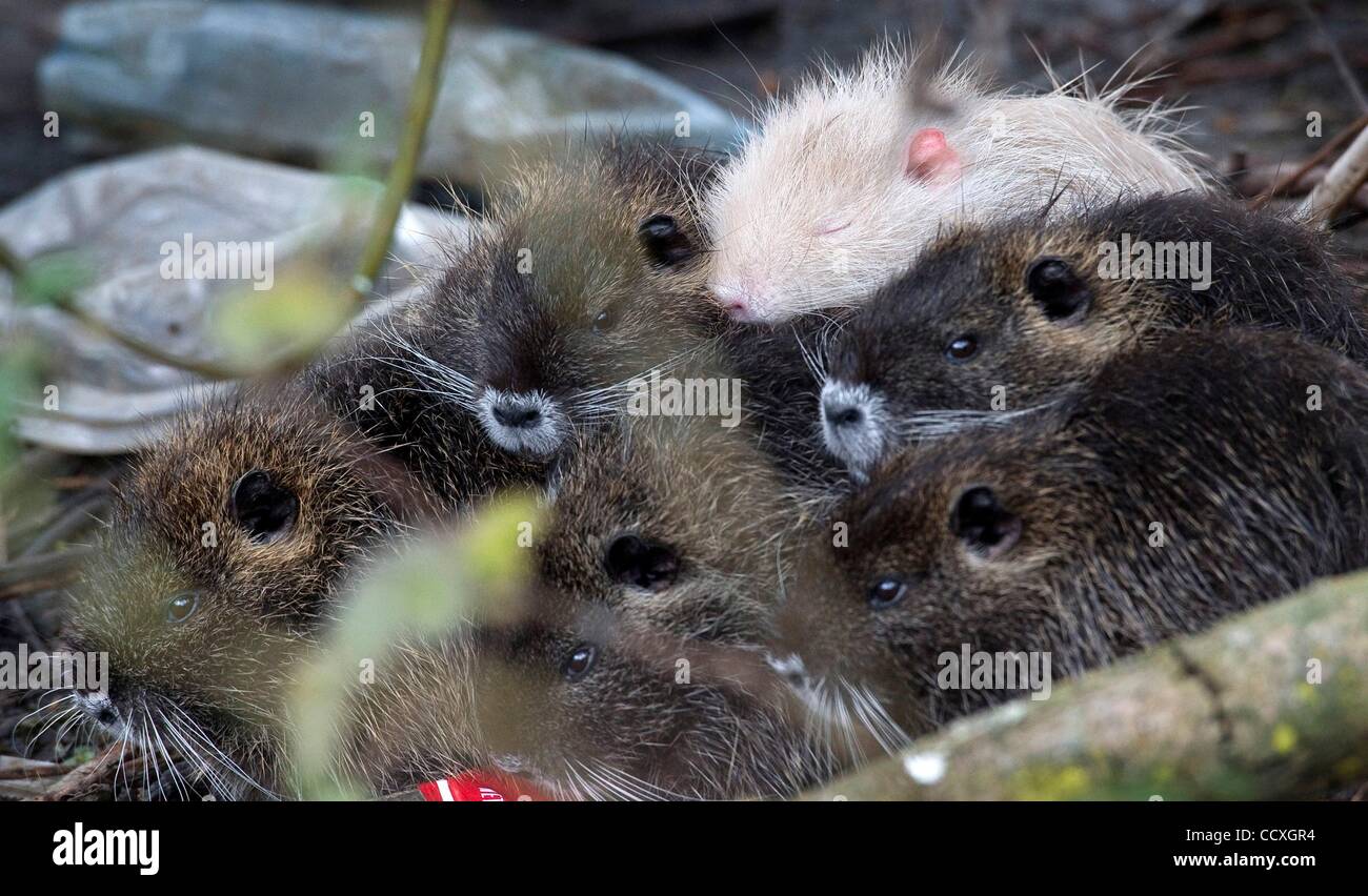 Mar 03, 2010 - Roseburg, Oregon, USA - A group of baby nutria ...