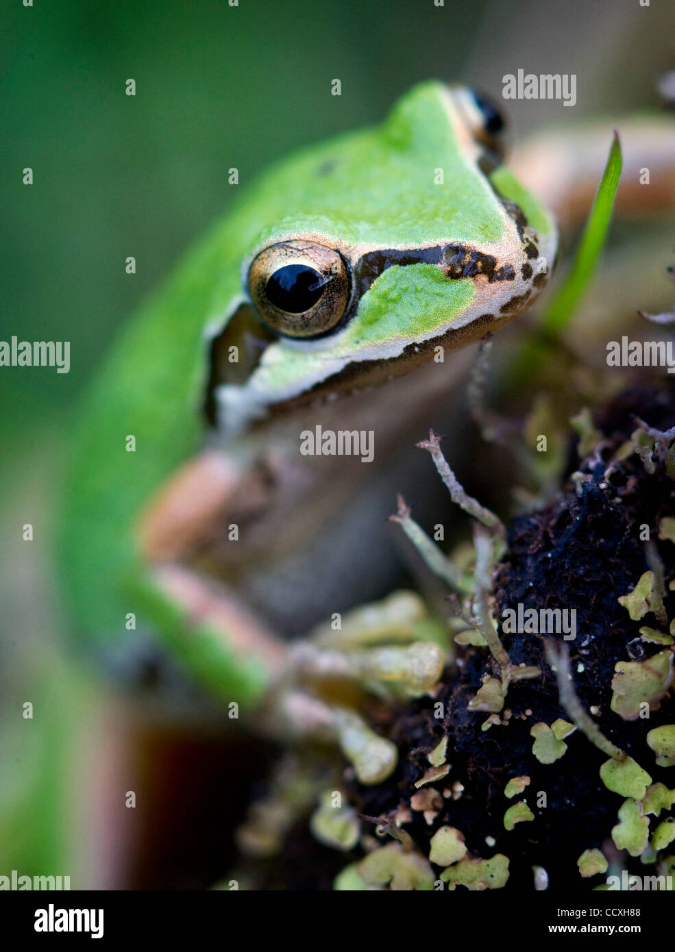 Mar 27, 2010 - Oakland, Oregon, USA - A wild Pacific tree frog sits ...