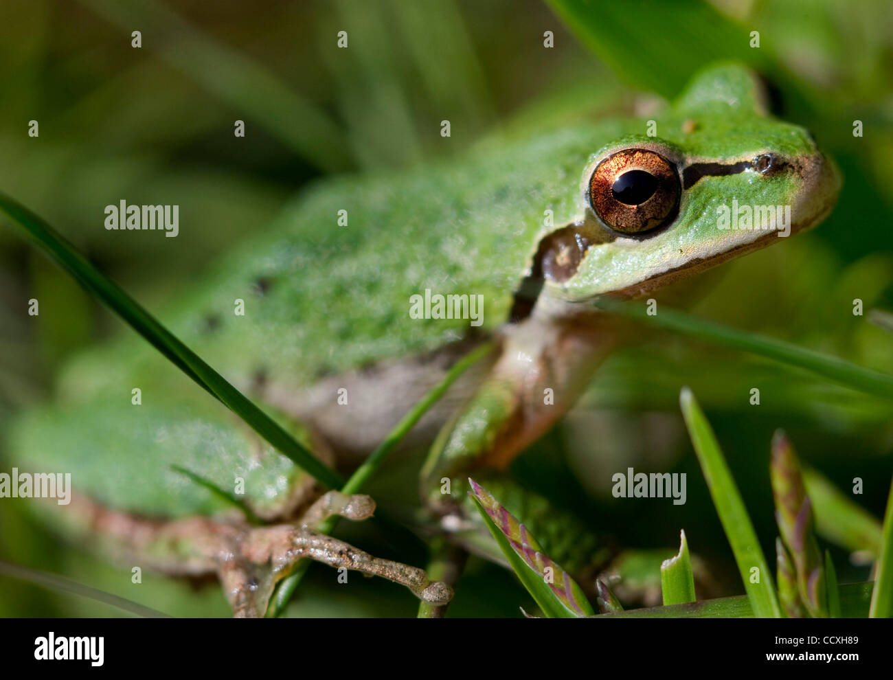Mar 27, 2010 - Oakland, Oregon, USA - A wild Pacific tree frog sits ...