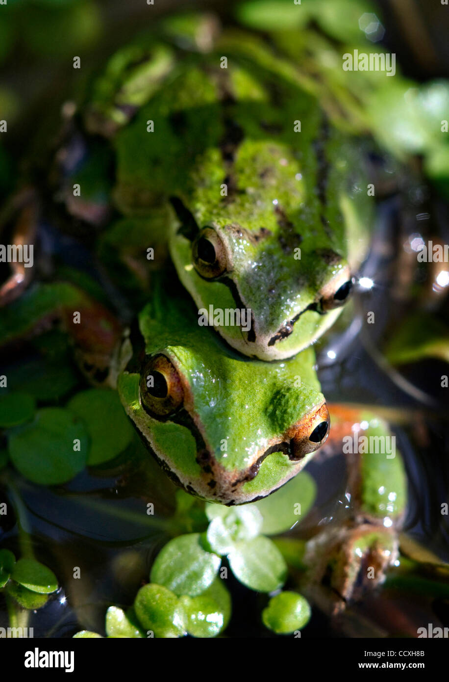 Mar 27, 2010 - Oakland, Oregon, USA - Wild Pacific tree frogs mate in a ...