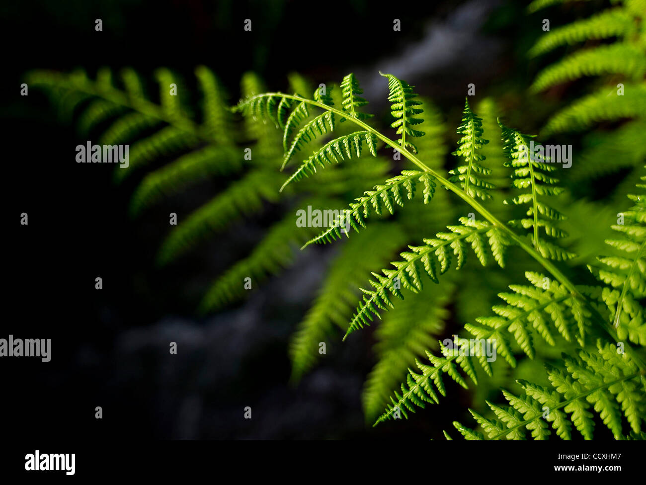 Robin loznak zuma press hi-res stock photography and images - Alamy