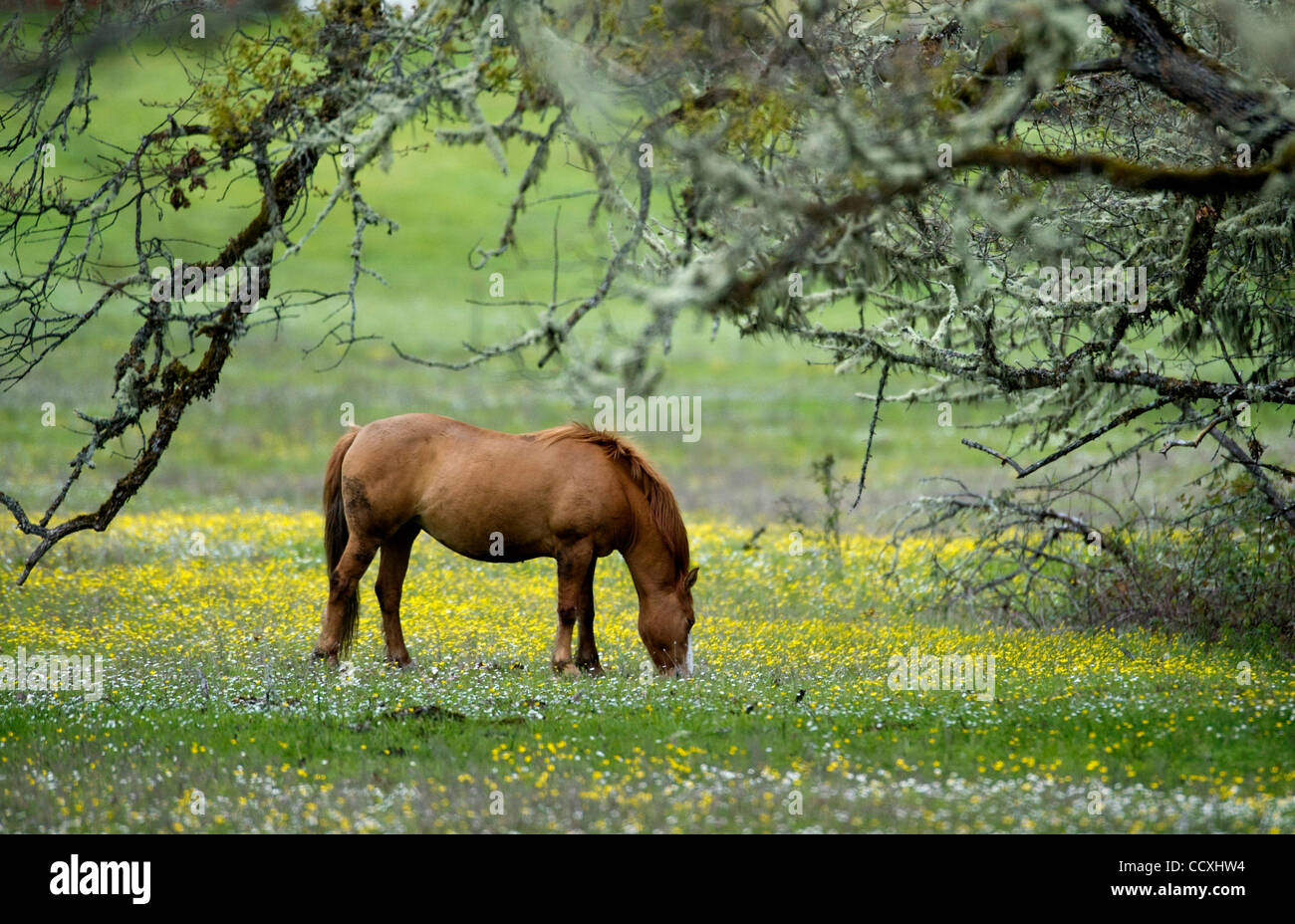 Apr 14, 2010 - Glide, Oregon, USA - A horse feeds in a rural pasture ...