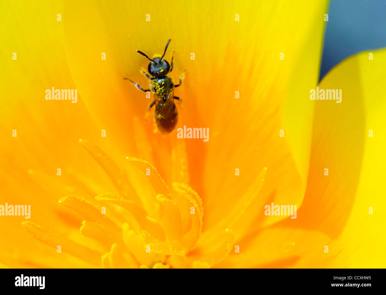 Apr 14, 2010 - Glide, Oregon, USA - A small bee climbs in a wild poppy ...