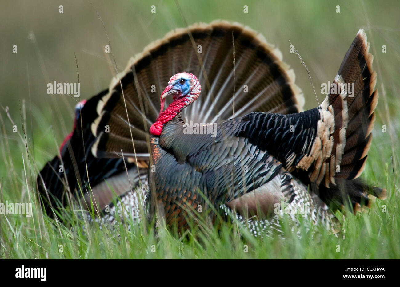 Apr 14, 2010 - Glide, Oregon, USA - Two male wild turkeys displays ...
