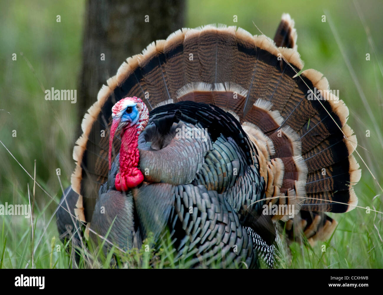 Apr 14, 2010 - Glide, Oregon, USA - A male wild turkey displays his ...