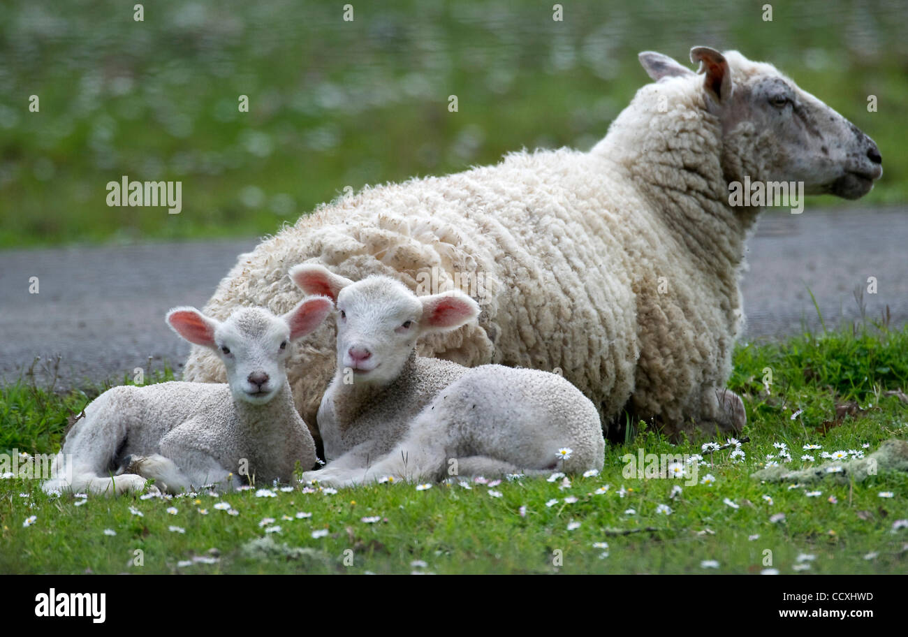 Apr 14, 2010 - Glide, Oregon, USA - An ewe and her lambs relax in a ...