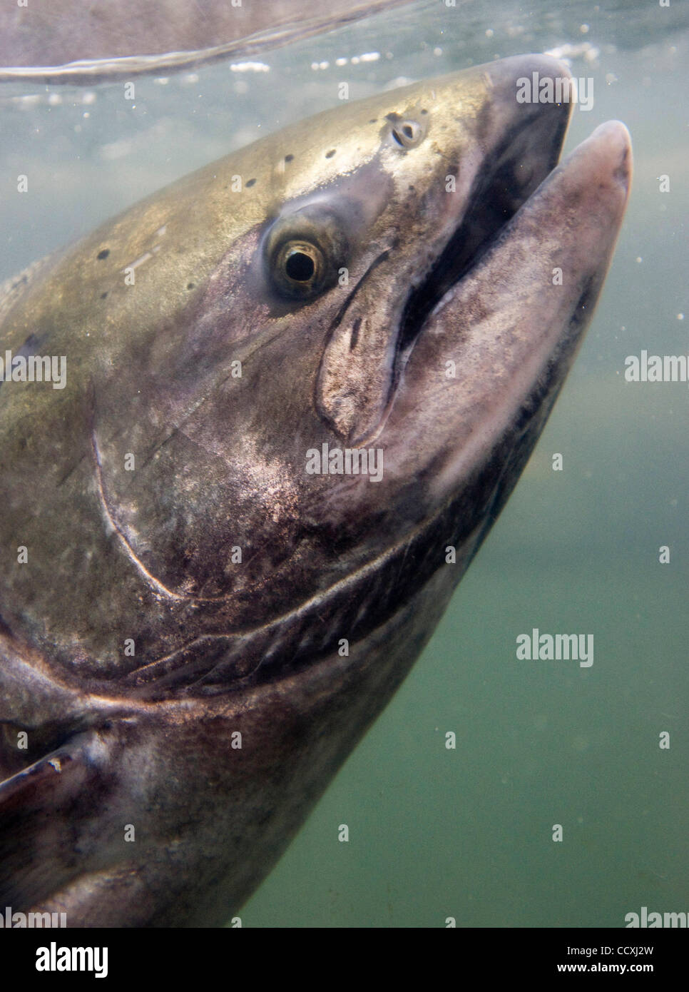 Apr 26, 2010 - Roseburg, Oregon, USA - Large spring Chinook salmon are ...