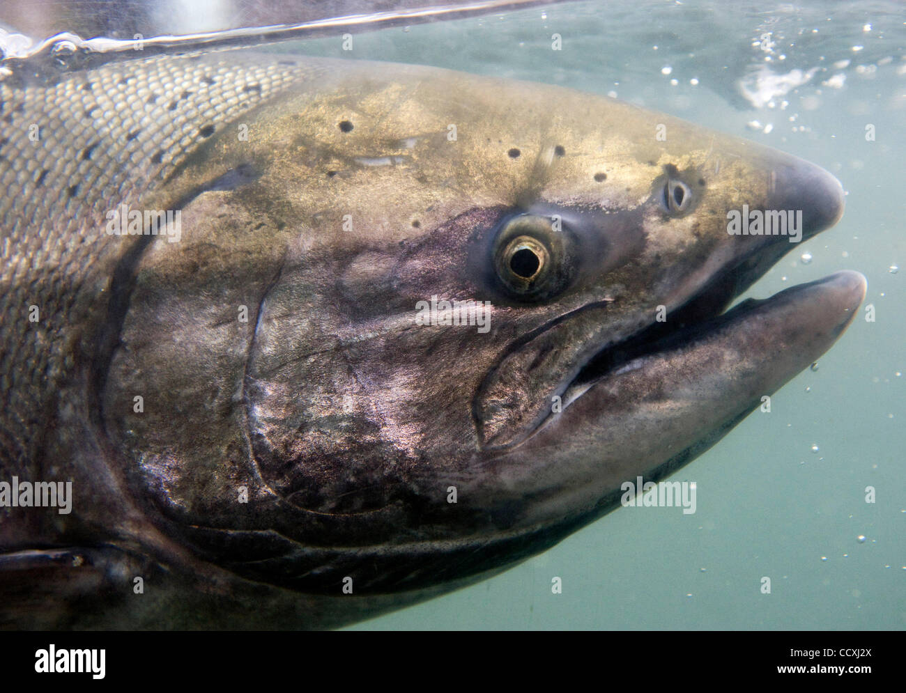 Apr 26, 2010 - Roseburg, Oregon, USA - Large spring Chinook salmon are ...