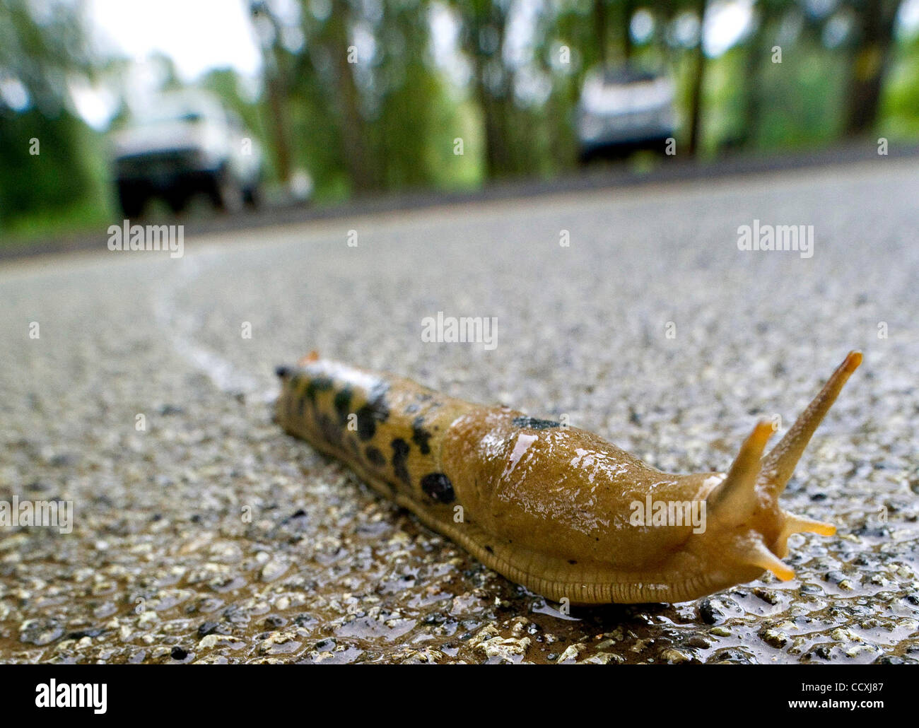May 03, 2010 - Oakland, Oregon, USA - A large Pacific banana slug ...
