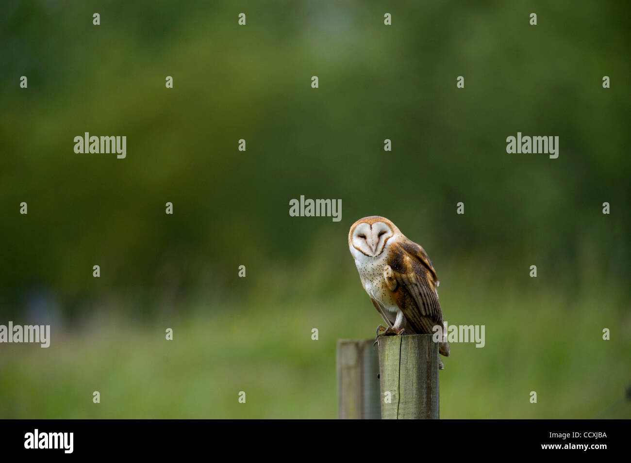 Silver owl hi-res stock photography and images - Alamy