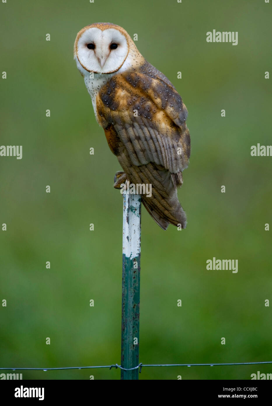 Silver owl hi-res stock photography and images - Alamy
