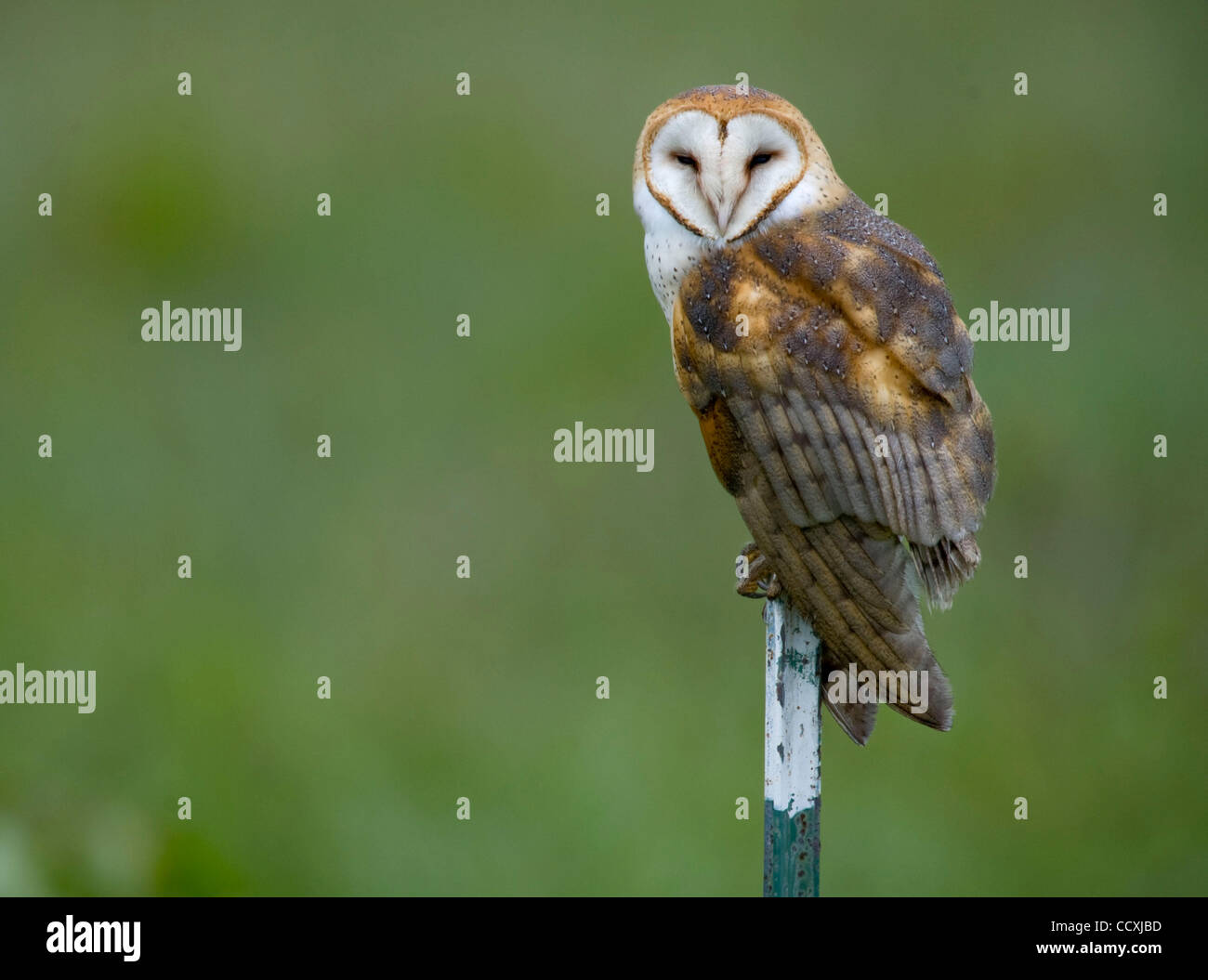 Silver owl hi-res stock photography and images - Alamy