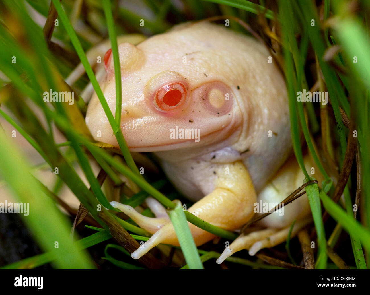 Albino Robin Stock Photos & Albino Robin Stock Images - Alamy