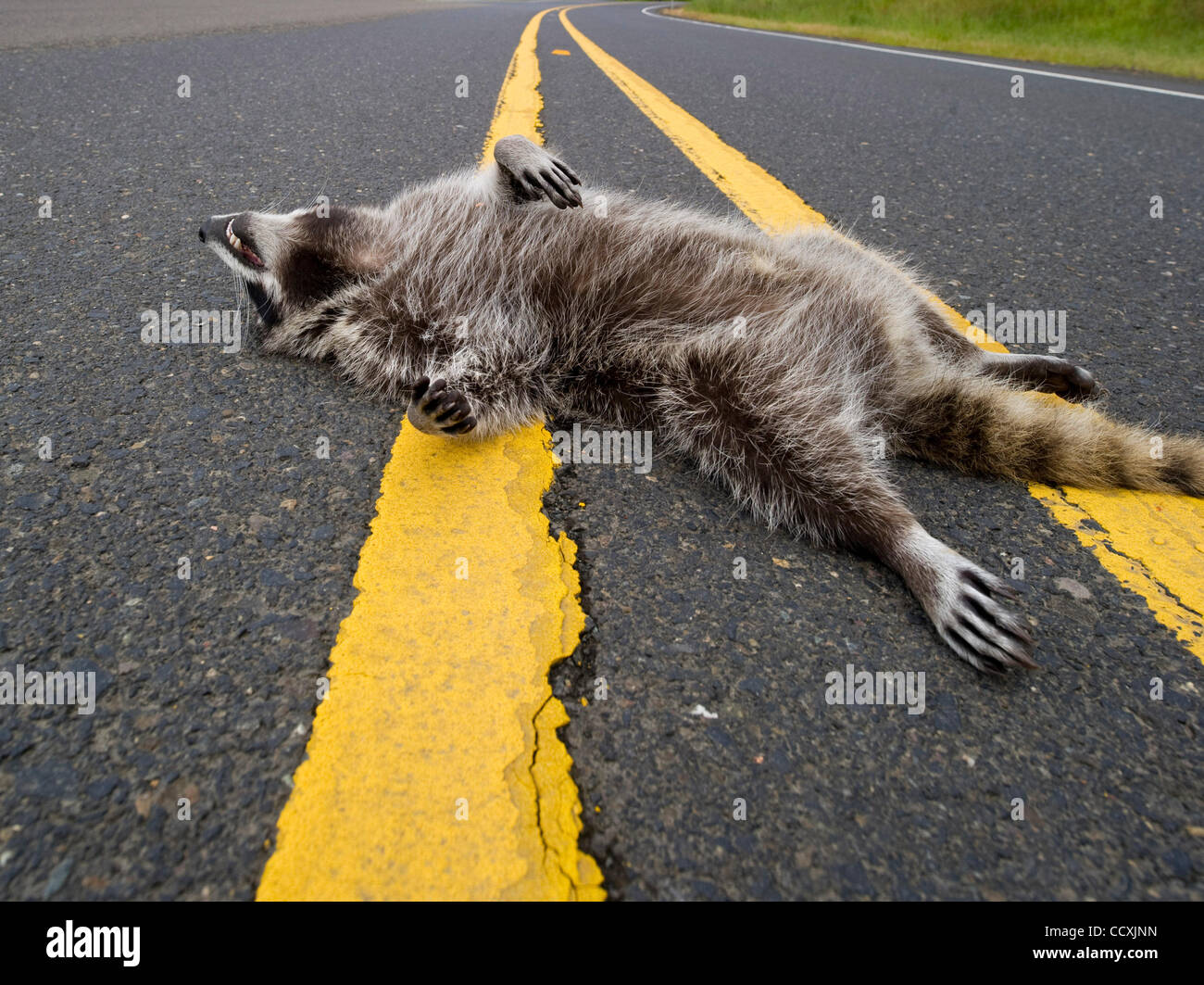 May 18, 2010 - Sutherlin, Oregon, U.S. - A dead raccoon sprawls on the ...