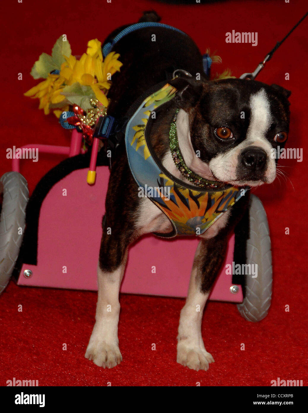 Apr. 21, 2010 - Los Angeles, California, U.S. - NUBBINS Attends The Los ... Apr. 21, 2010 - Los Angeles, California, U.S. - NUBBINS Attends The Los ...