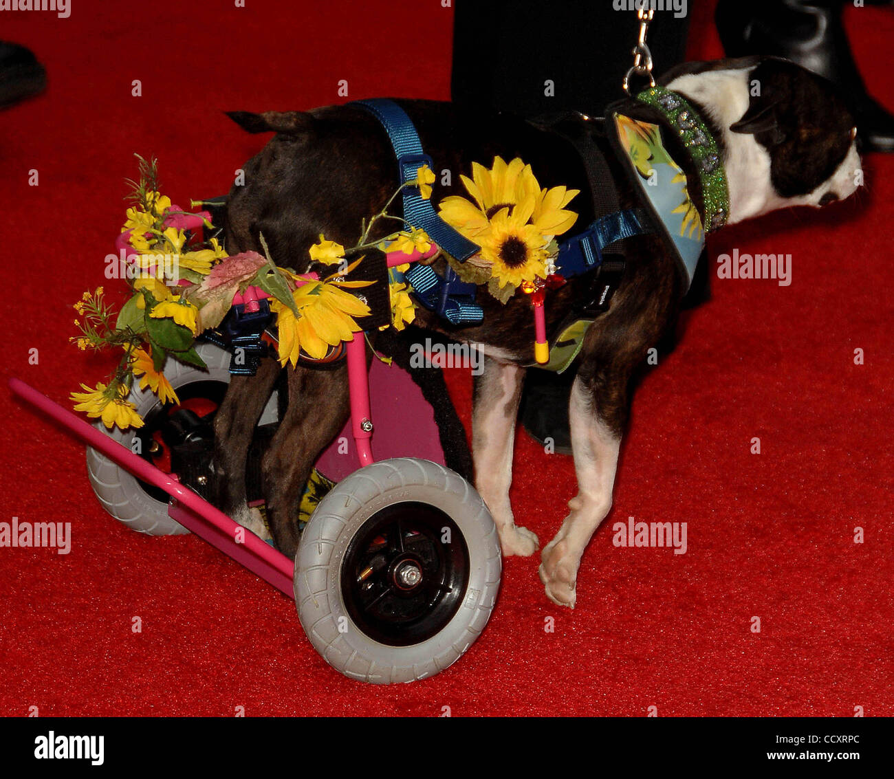Apr. 21, 2010 - Los Angeles, California, U.S. - NUBBINS Attends The Los ... Apr. 21, 2010 - Los Angeles, California, U.S. - NUBBINS Attends The Los ...