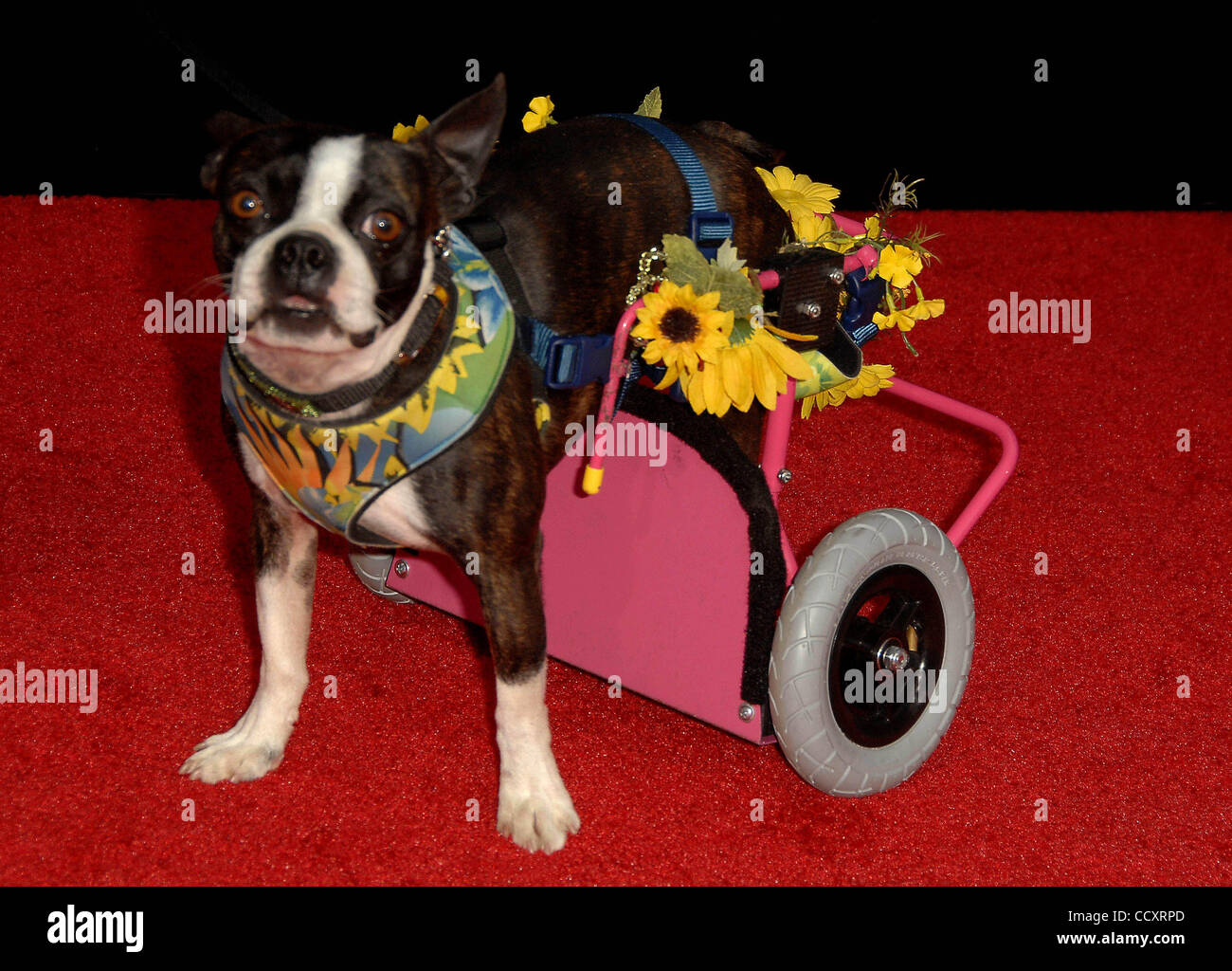 Nubbins hi-res stock photography and images - Alamy