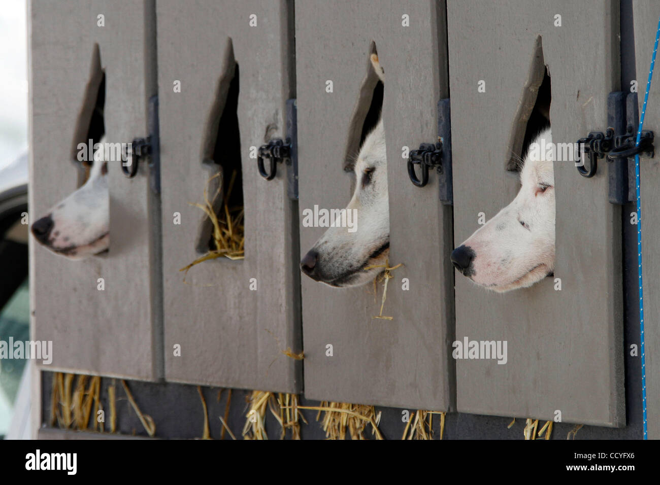 Sled dogs rest in their dog boxes in Willow, Alaska before the official ...