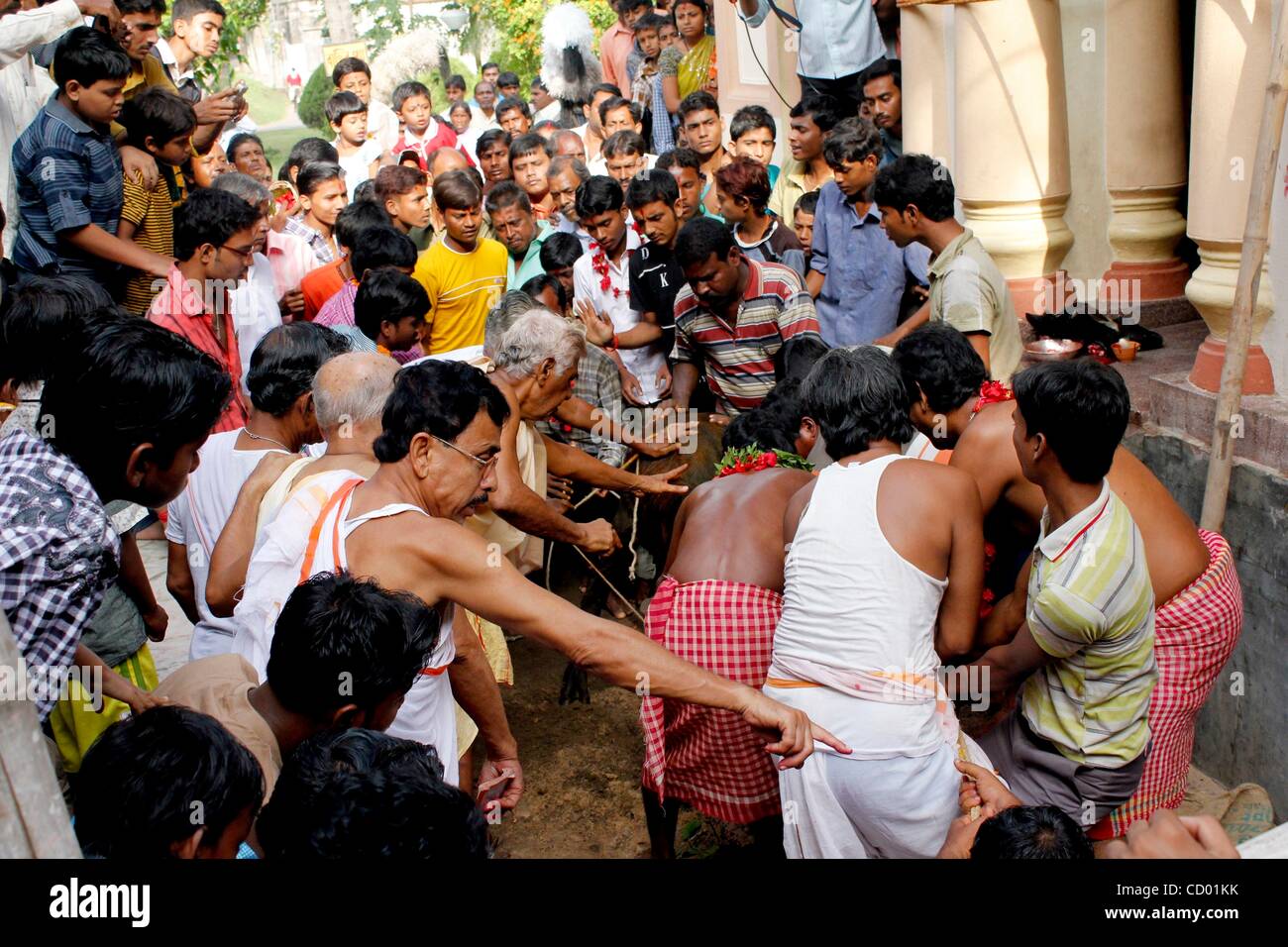 Goat sacrificial hi-res stock photography and images - Alamy
