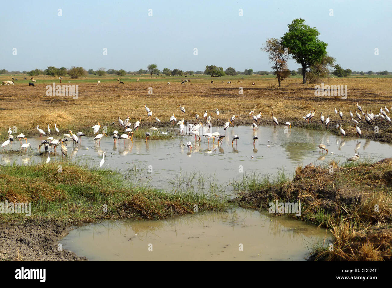 Mar 13, 2010 - Turalei, Sudan - Birds and cows in the Sudanese ...