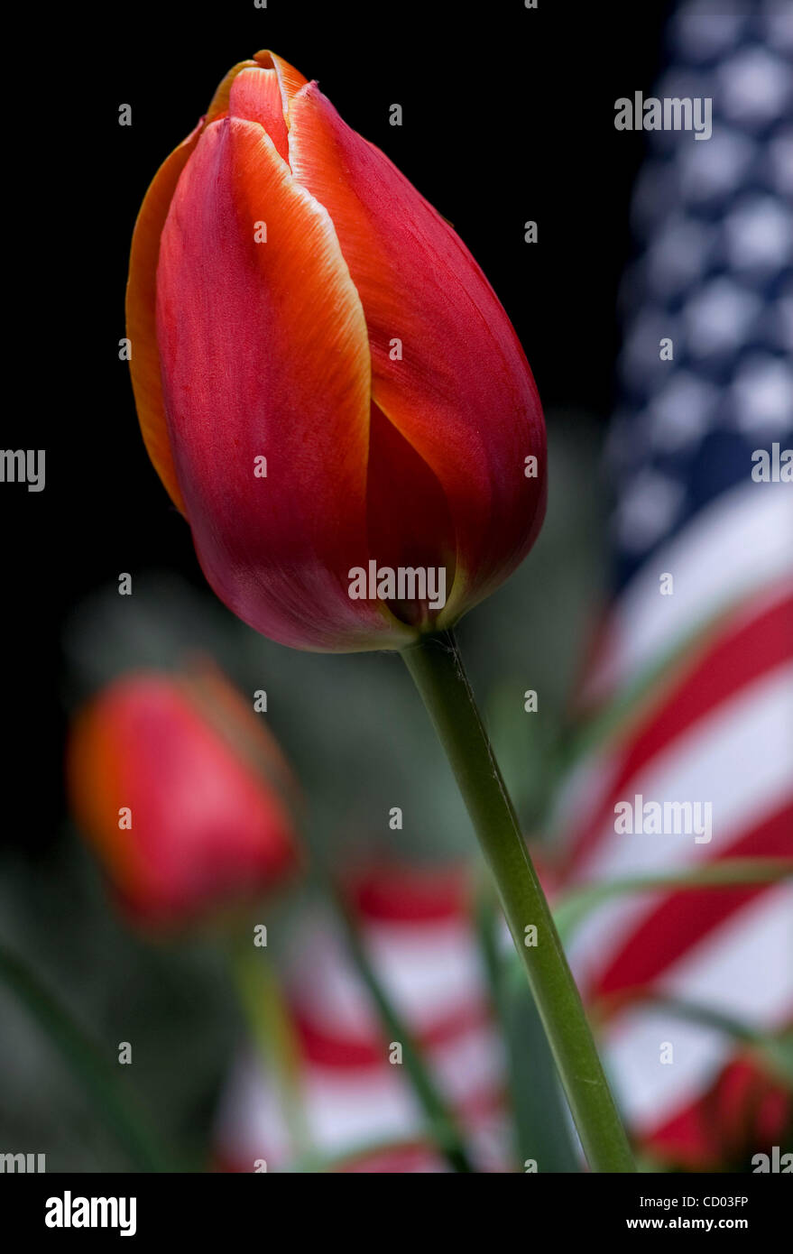 April 23, 2010 - Ann Arbor, Michigan, U.S - An American flag is planted ...