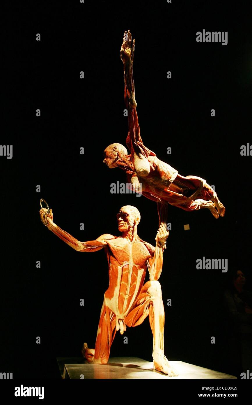German anatomist gunther von poses hi-res stock photography and images ...