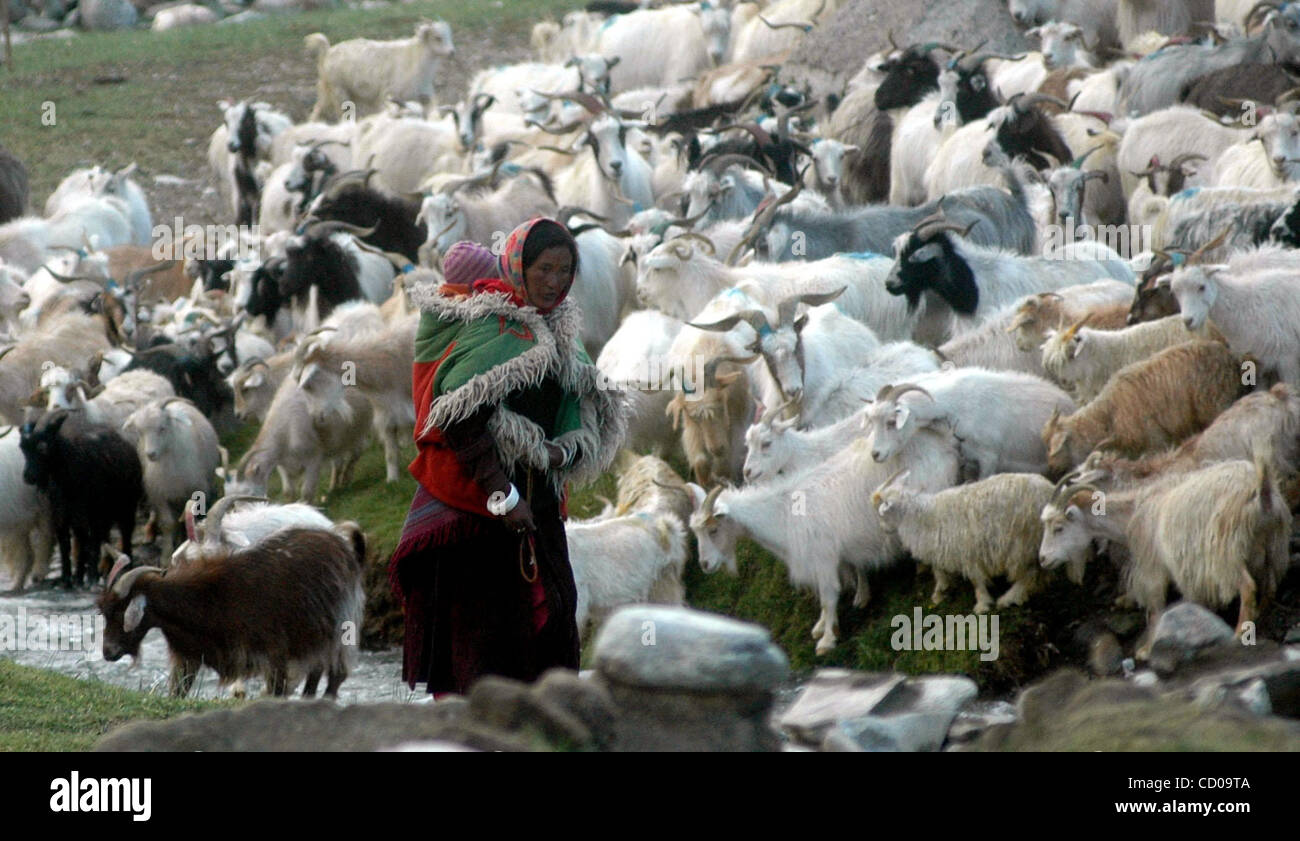 Pashmina goats in the Ladakh region of Indian-administered kashmir away ...