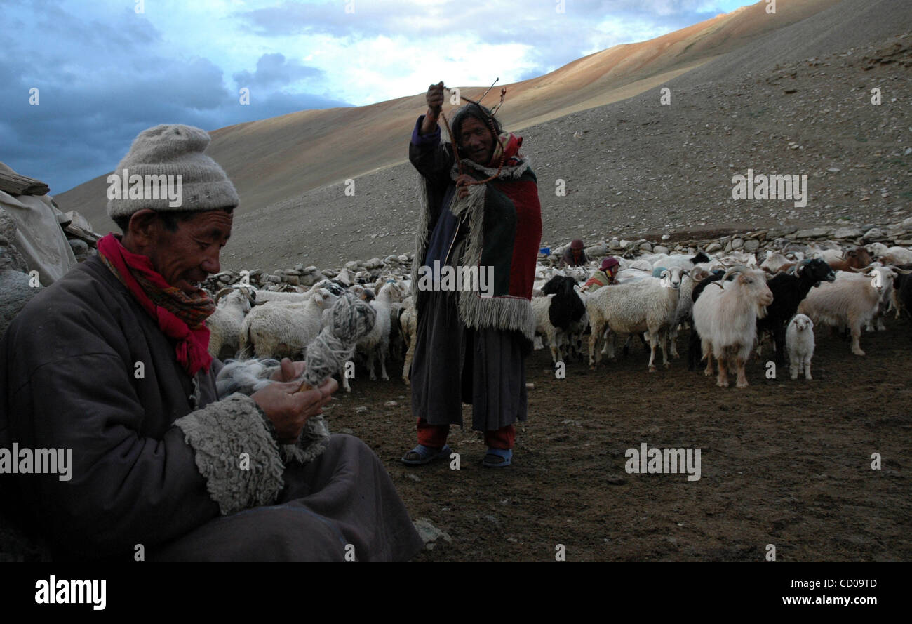 Pashmina goats in the Ladakh region of Indian-administered kashmir away ...