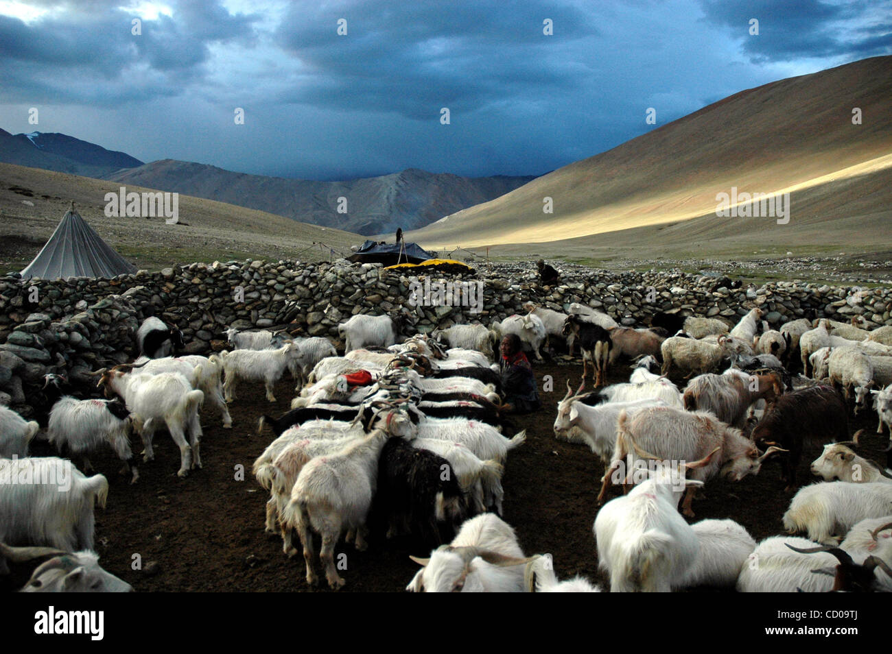 Pashmina goats in the Ladakh region of Indian-administered kashmir away ...