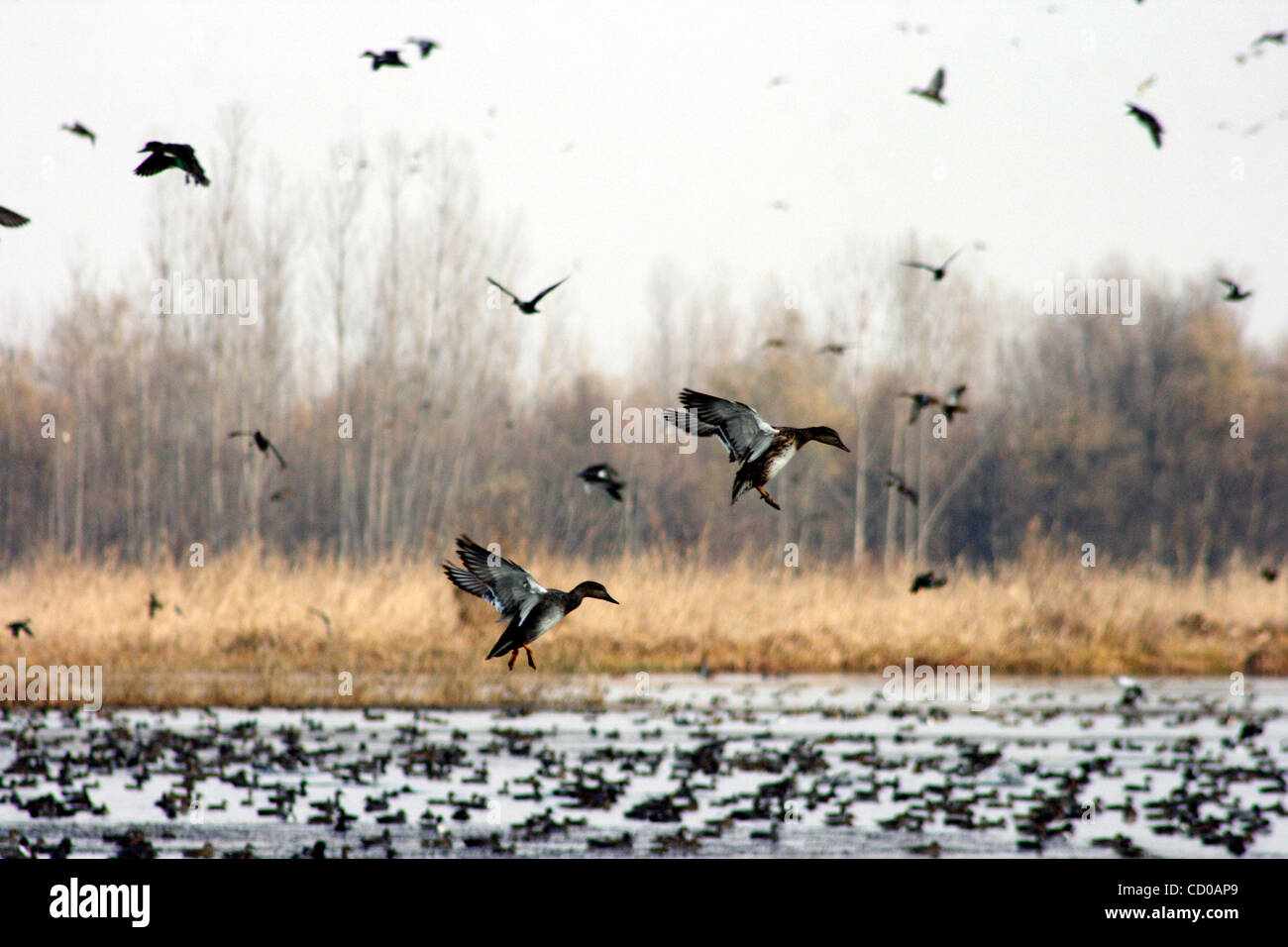 Migratory birds fly across wetland in Hokersar, north of Srinagar ...