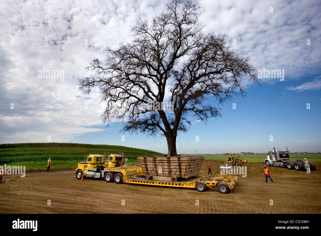 A 185,000-pound live oak tree, estimated to be more than 100 years old ...