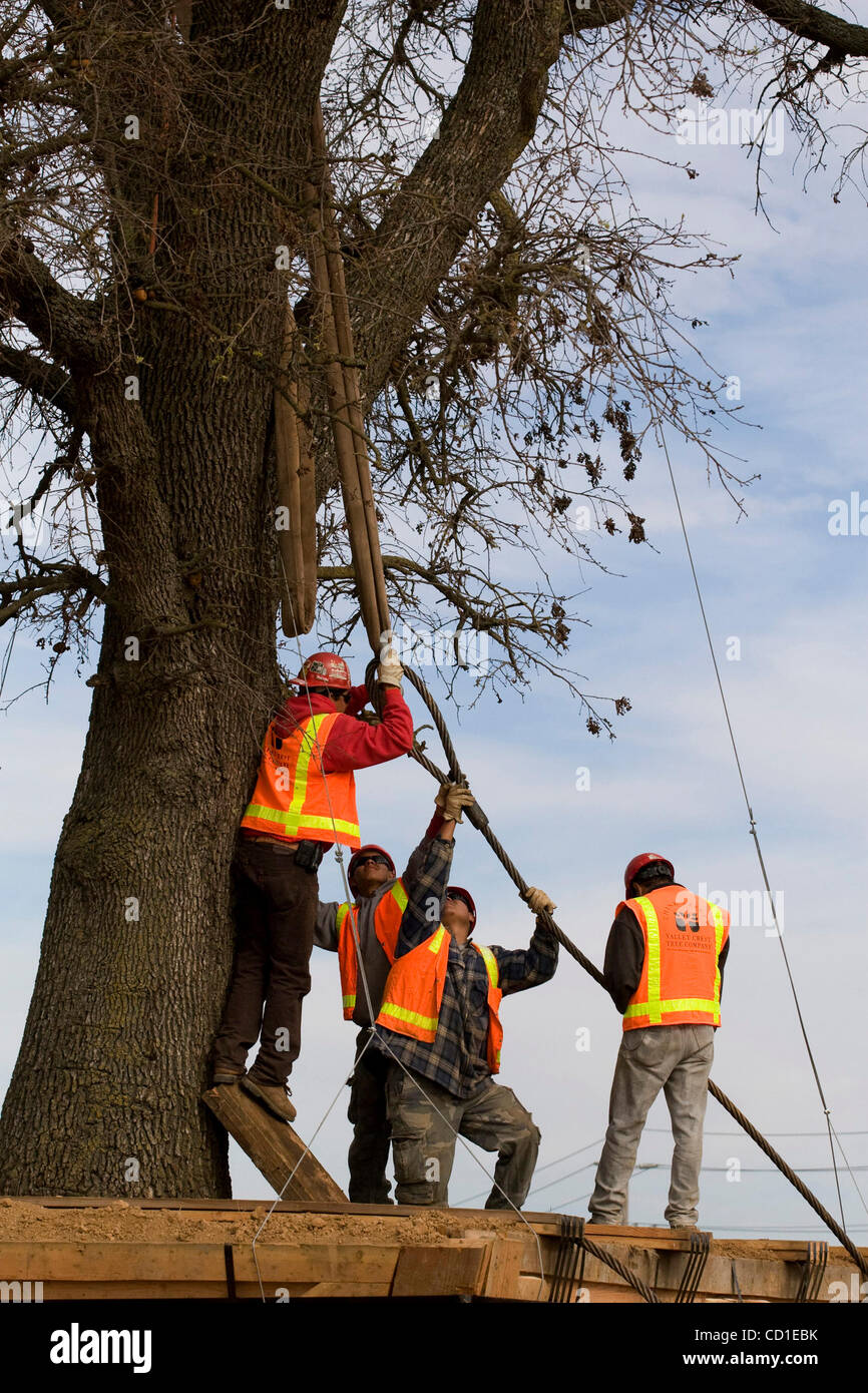 A 185,000-pound live oak tree, estimated to be more than 100 years old ...