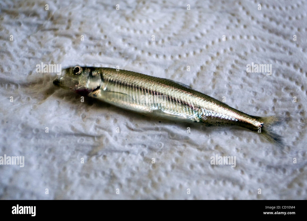 The UC Davis Fish Conservation and Culture Lab in Byron, Ca. near the ...