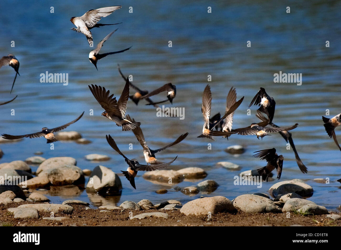 Several birds along the American River near Sunrise Blvd. in Fair Oaks ...