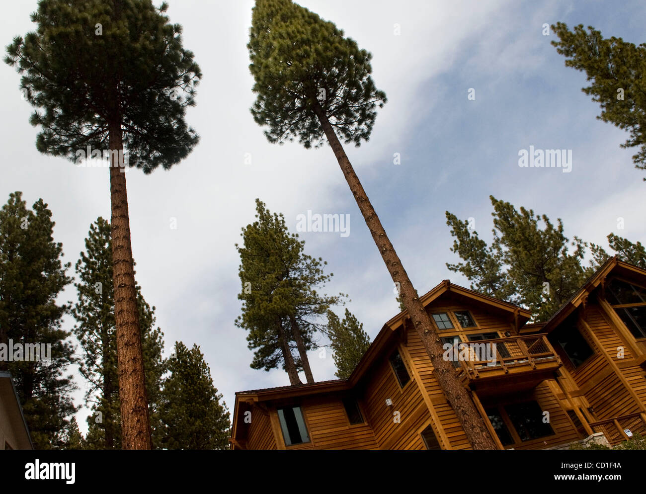 Trees cut in the ''palm'' style are abundant in Incline Village. The ...