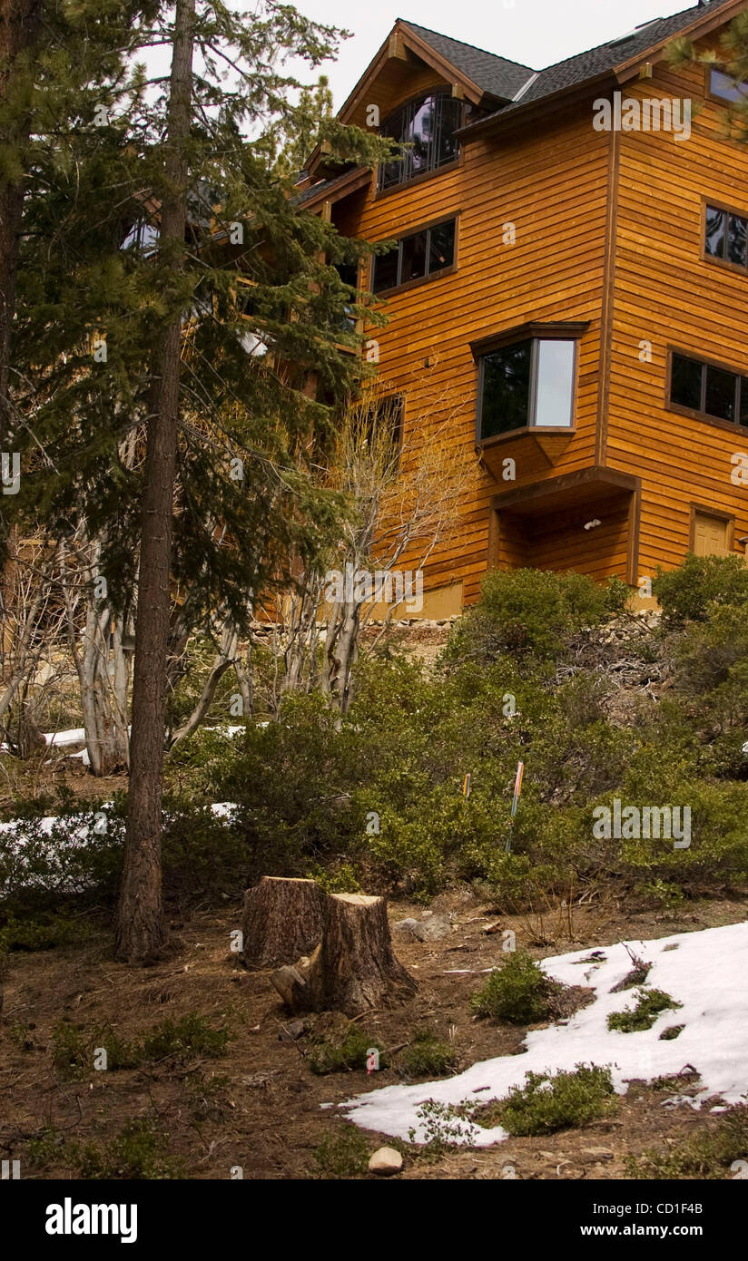 Trees cut in the "palm" style are abundant in Incline Village. The ...