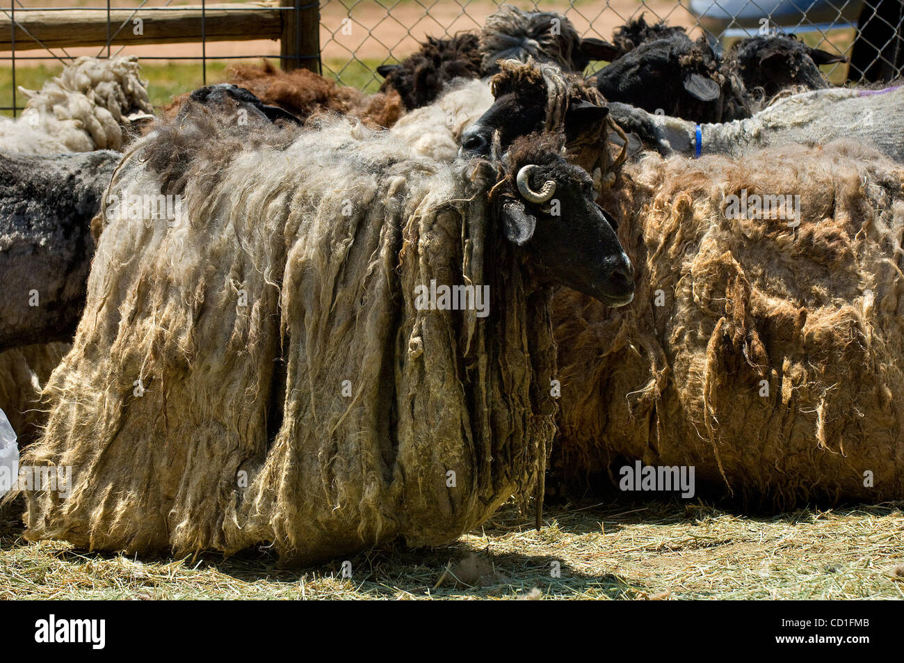 Neglected sheep are covered with matted fleece at the Grace Foundation ...