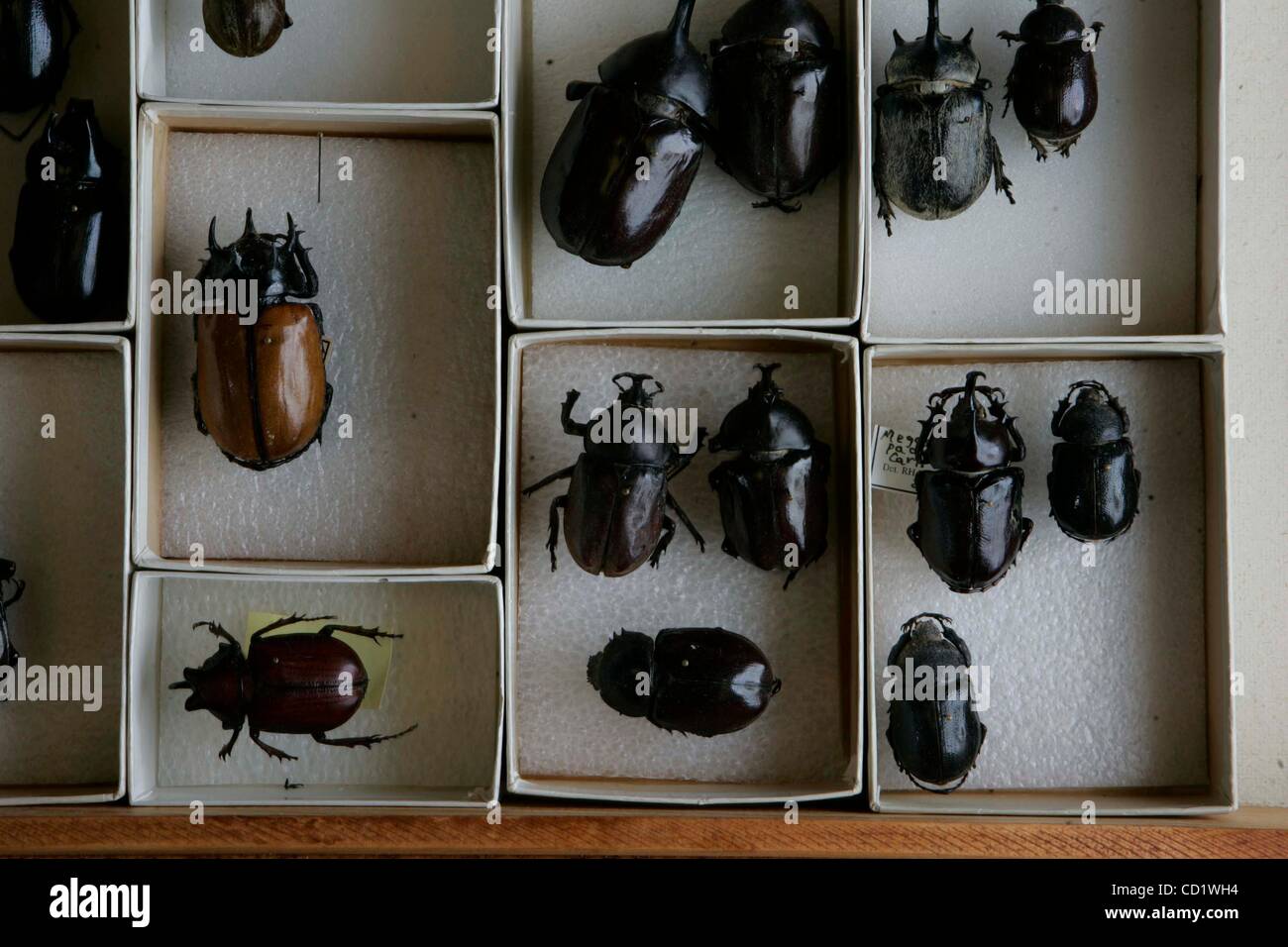 Natural history collection curator hi-res stock photography and images ...