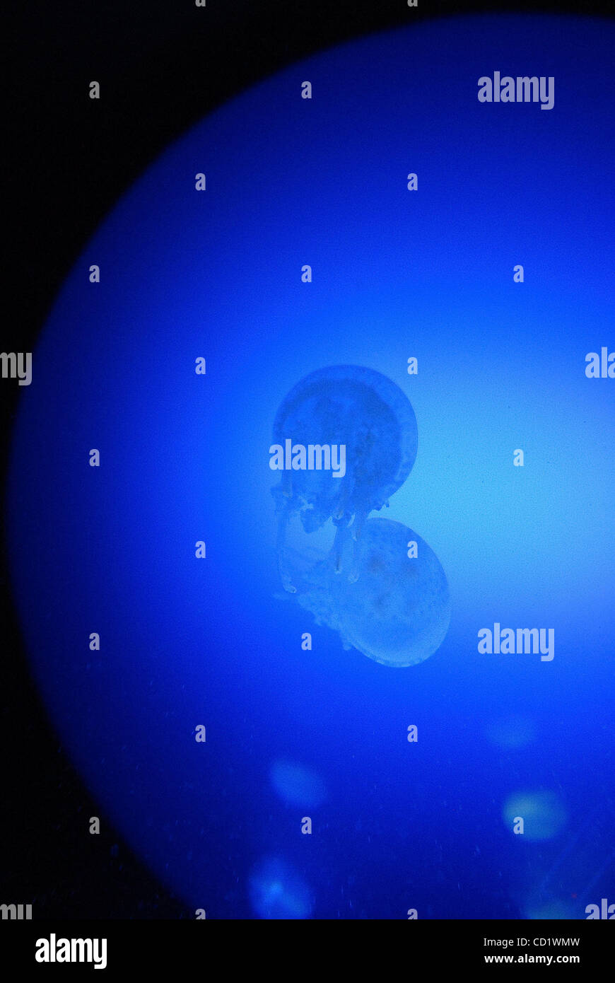 Aurelia aurita (moon jelly, moon jellyfish, common jellyfish, saucer ...