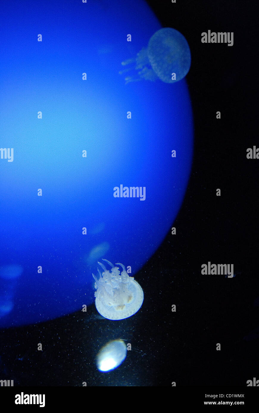 Aurelia aurita (moon jelly, moon jellyfish, common jellyfish, saucer ...