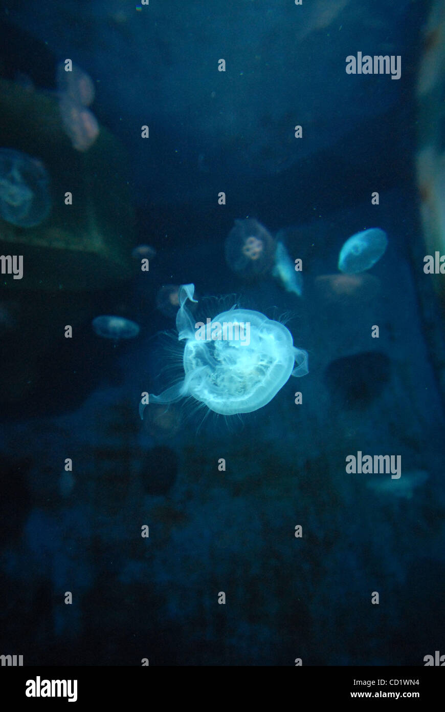 Aurelia aurita (moon jelly, moon jellyfish, common jellyfish, saucer ...