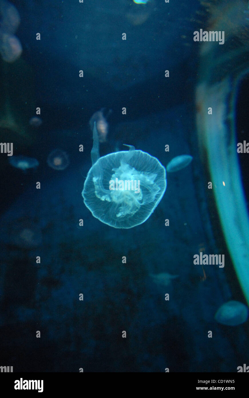 Aurelia aurita (moon jelly, moon jellyfish, common jellyfish, saucer ...