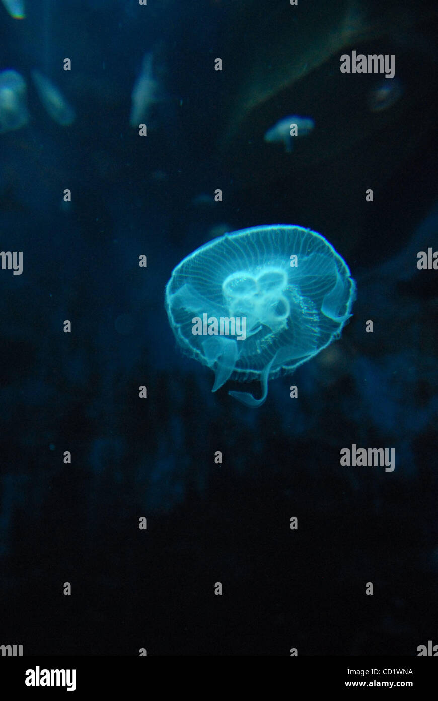 Aurelia aurita (moon jelly, moon jellyfish, common jellyfish, saucer ...