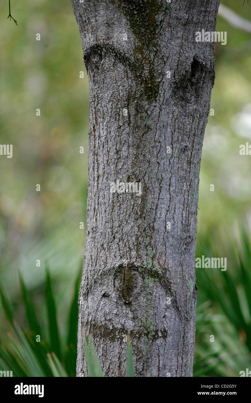 ( LARGO 2/25/2008 ) photo #4.) Knots on an oak tree appear to make a ...