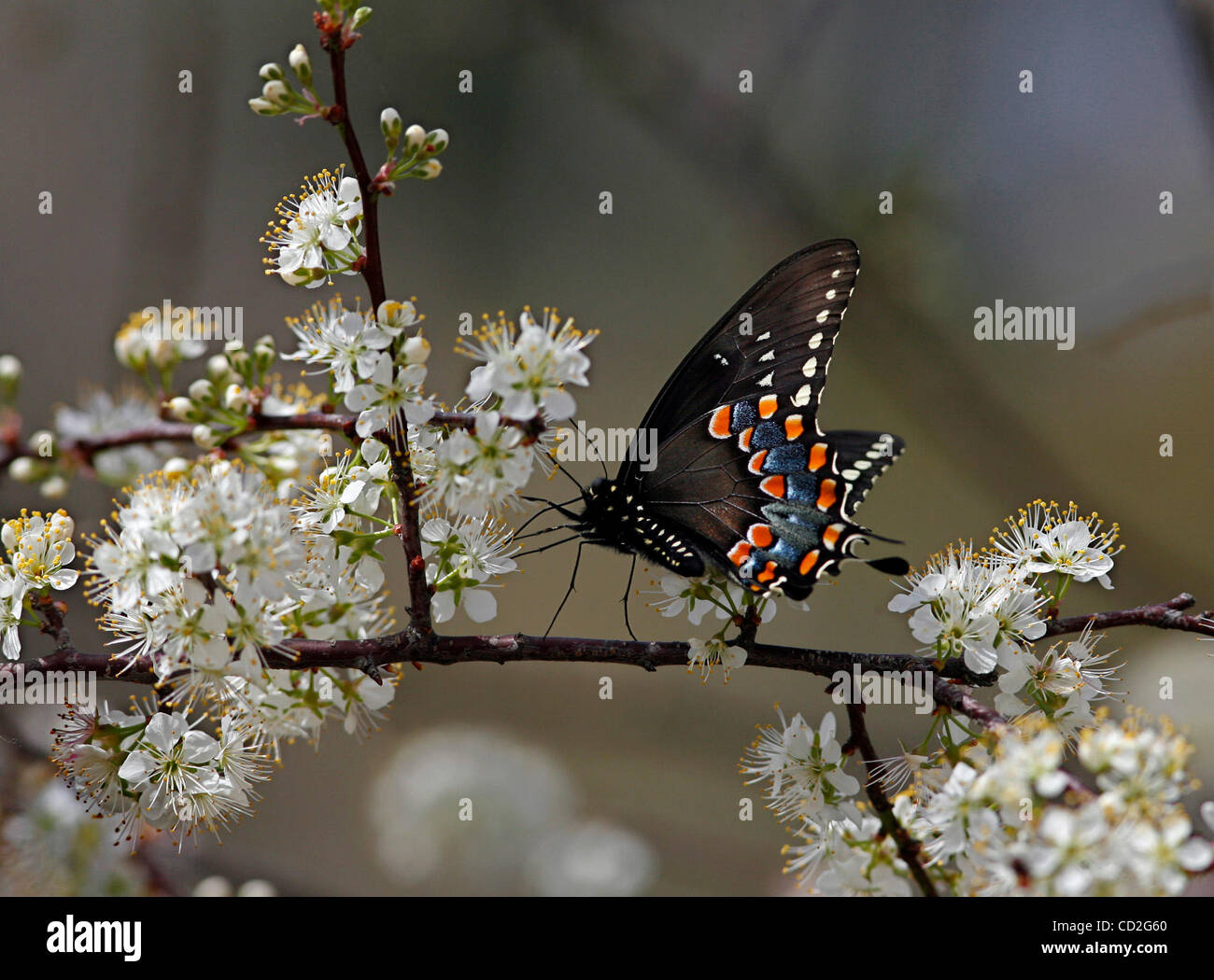 ( LARGO 2/25/2008 ) A lack Swallowtail butterfly searches for nectar on ...
