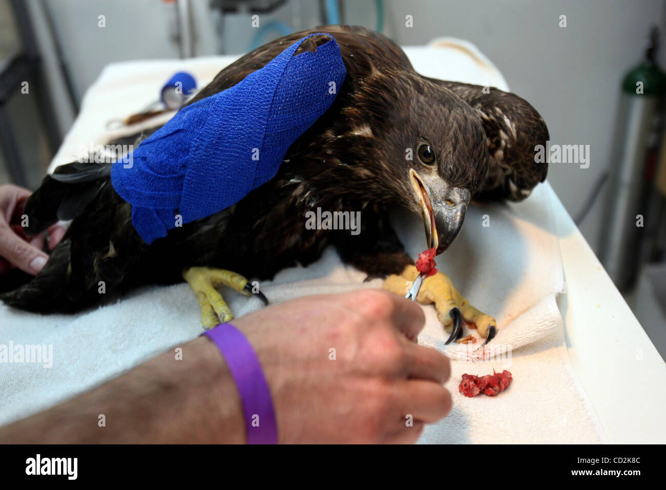 031008 met jupeagle 1 Staff Photo by Gary Coronado/The Palm Beach Post ...