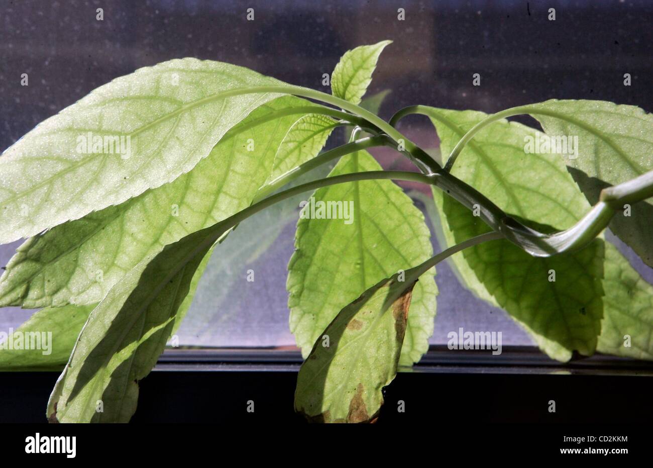 Salvia divinorum hi-res stock photography and images - Alamy