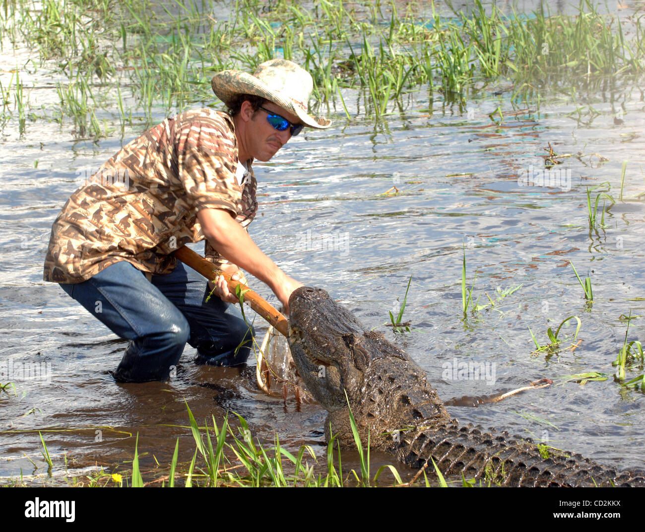 Mar 7, 2008 - Everglades, Florida, USA - A Alligator wrestler tries his ...