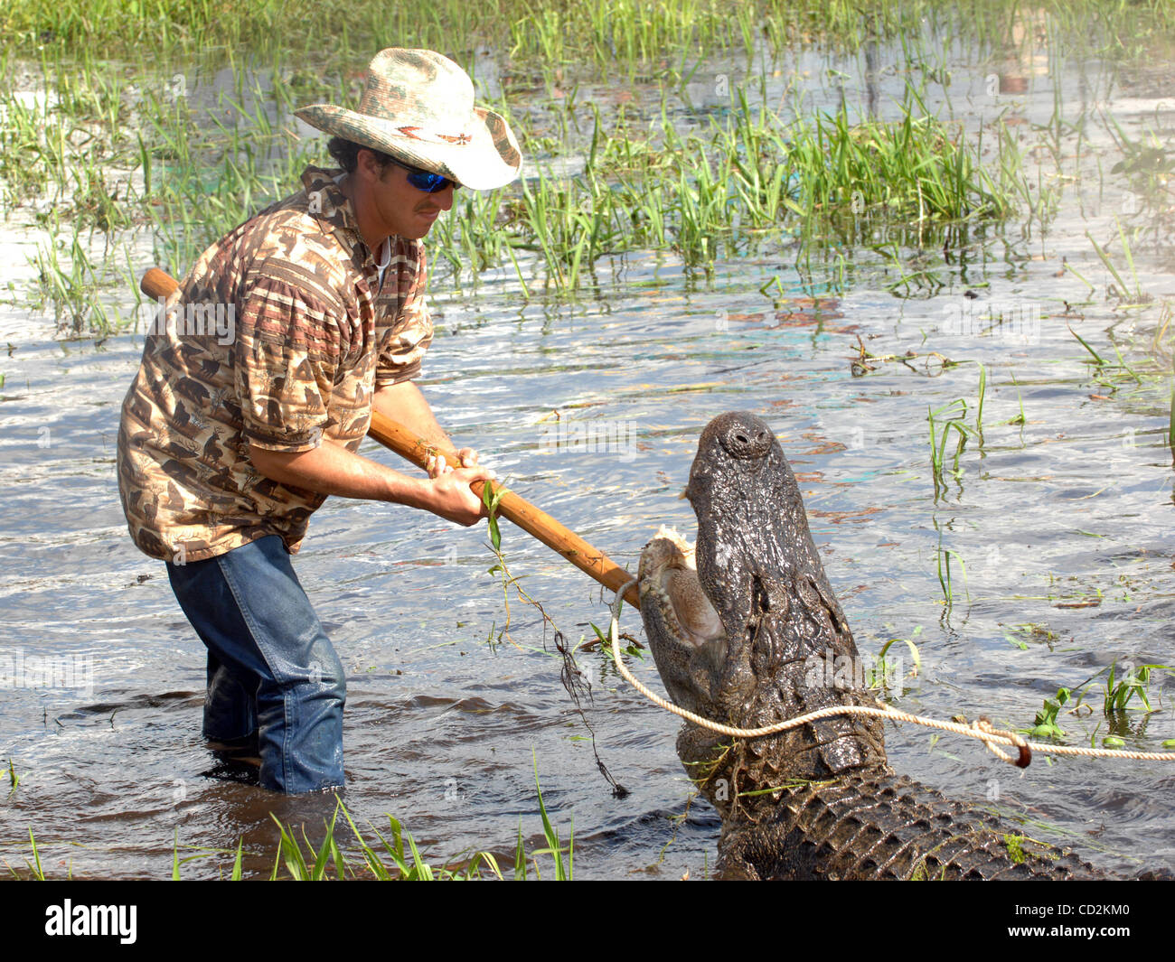 Mar 7, 2008 - Everglades, Florida, USA - A Alligator wrestler tries his ...